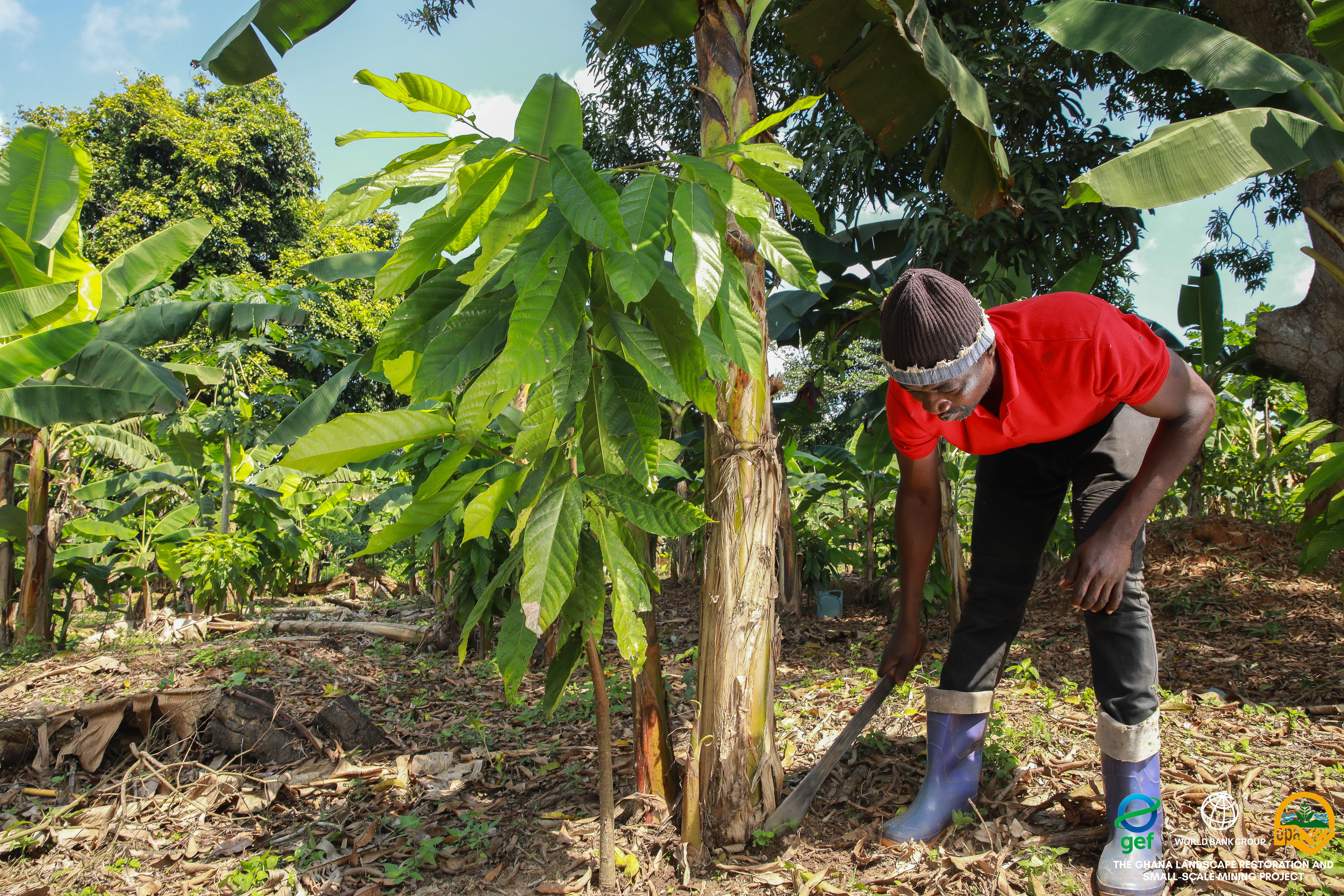 Restoring land, strengthening livelihoods: A recipe for change in Ghana ...